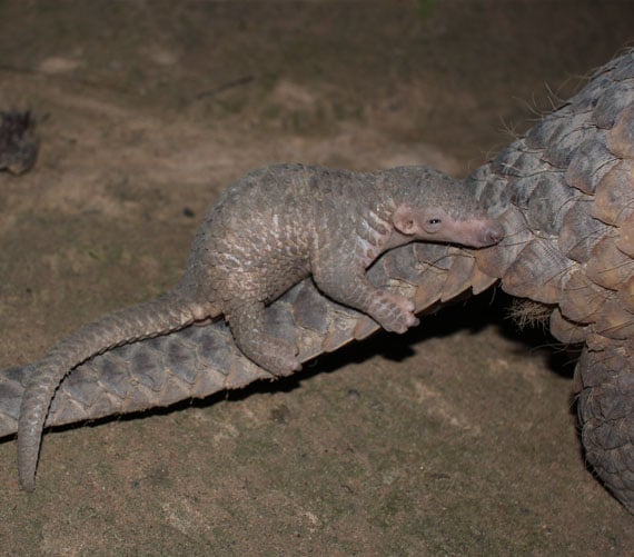 7 Things You (Probably) Didn’t Know About Pangolins