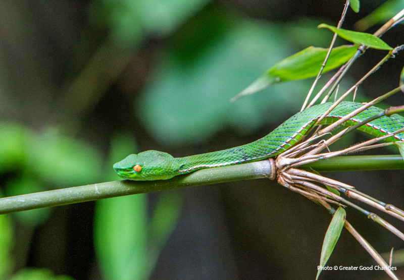 Parrot Snakes: A Closer Look at a Vibrant Species