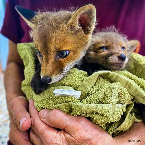 Help Care for Baby Wildlife